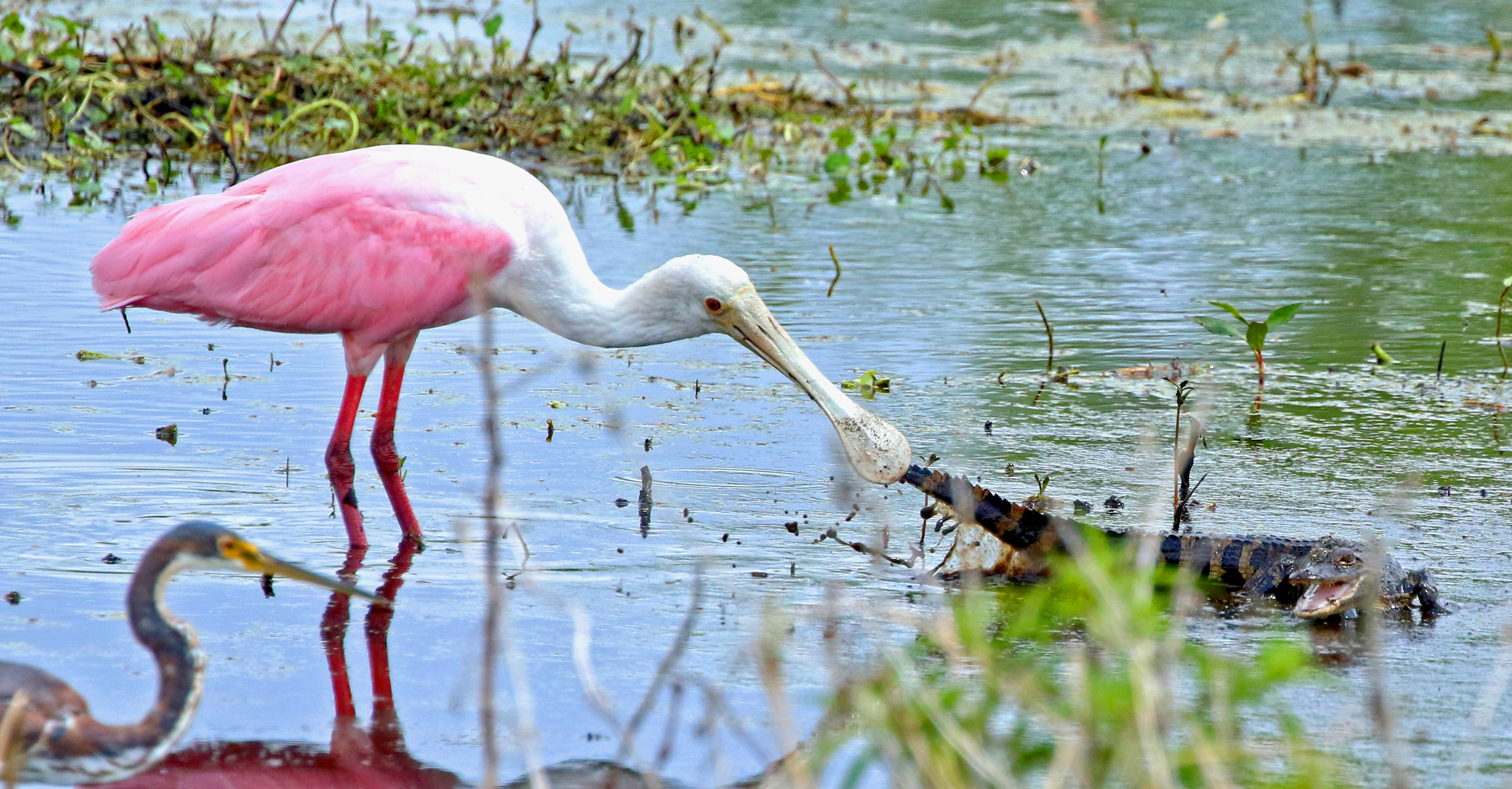 Quit Playin' Bird | Shutterbug